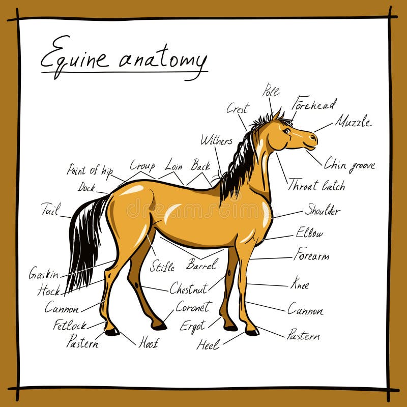 Partes Del Caballo Anatomía Equina Ilustración del Vector - Ilustración ...