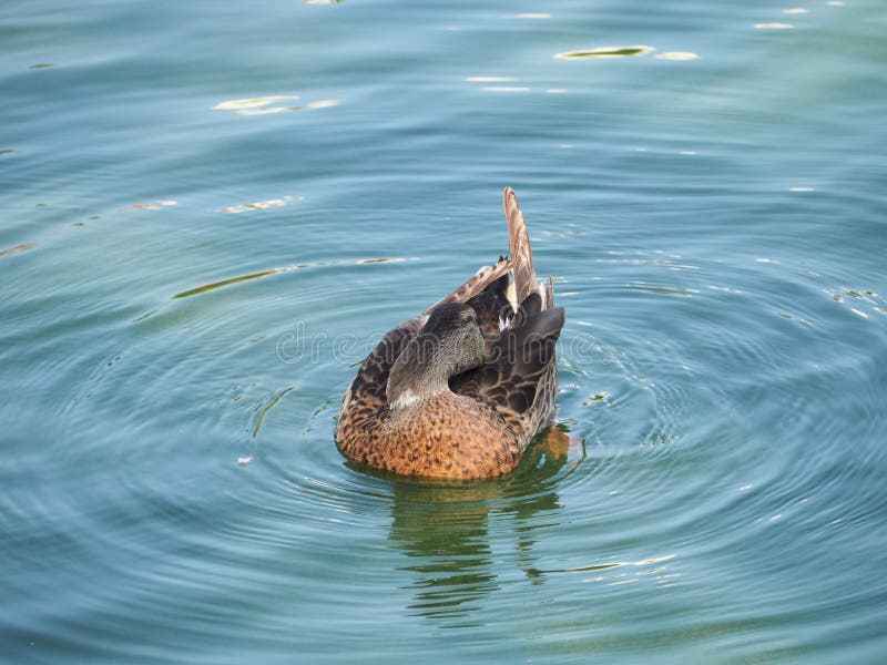 Las Partes Inferiores Suben El Pato Foto de archivo - Imagen de ...