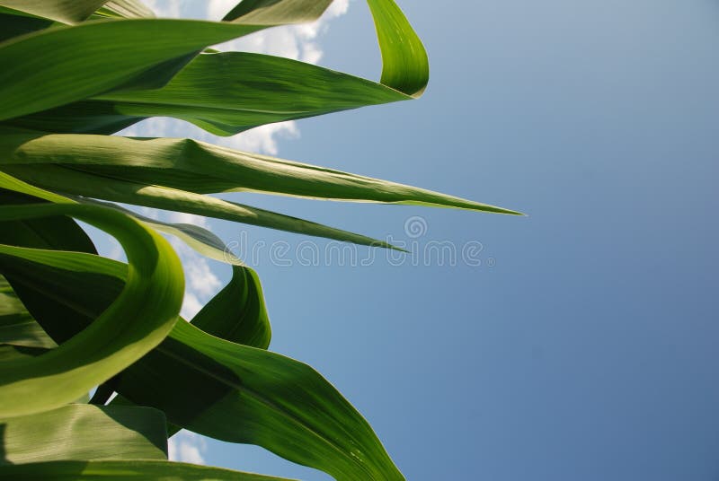 Partes superiores do milho foto de stock. Imagem de agricultura - 64394674