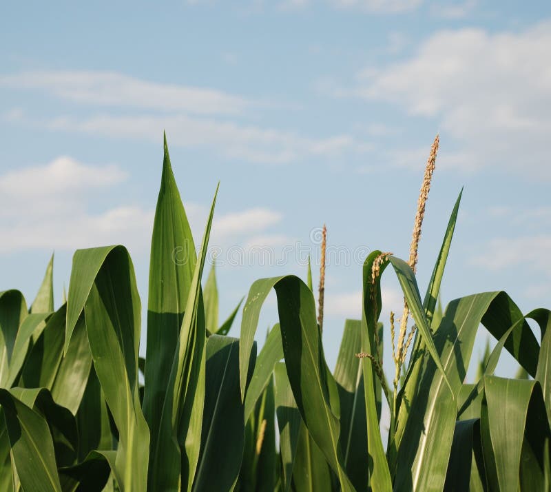 Partes Superiores 3 Do Milho Foto de Stock - Imagem de colheitas ...