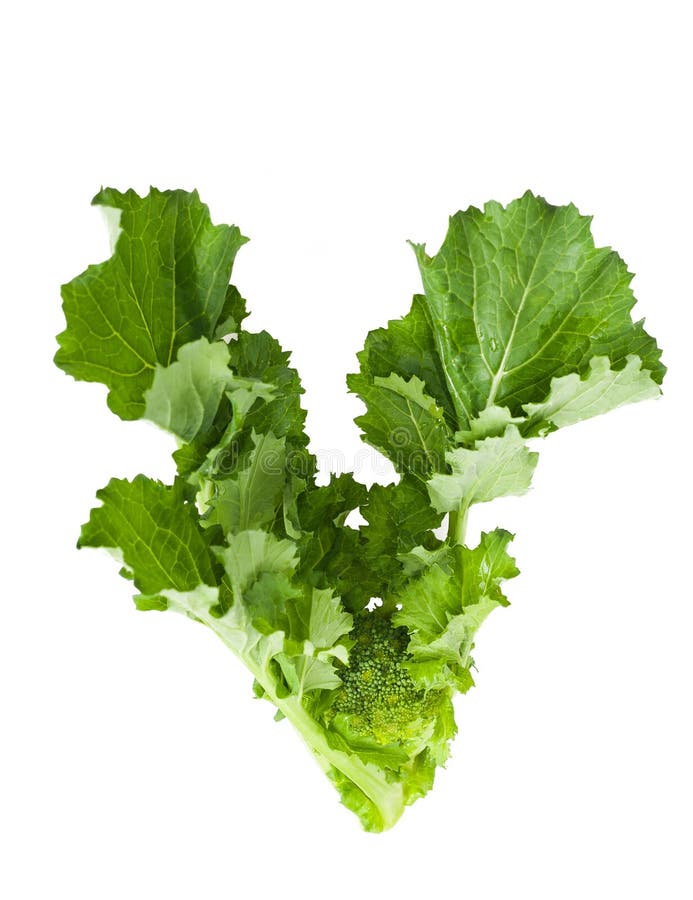 Partes superiores do nabo imagem de stock. Imagem de nabo - 23978743