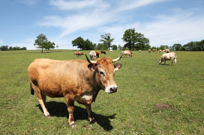 Parthenais Beef Cow in Pasture Stock Image - Image of livestock ...
