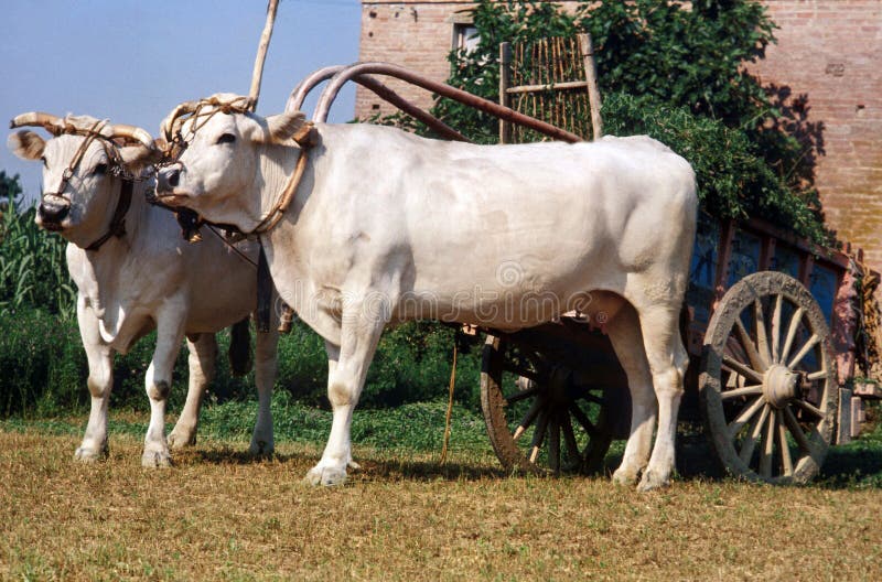 Parthenaise Cattle, a French Breed, Cow Pulling Cart Stock Image ...