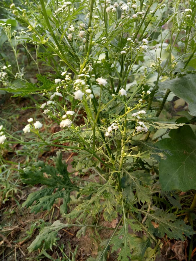 Parthenium Hysterophorus Y X28; Parthenium Weed& X29; Imagen de archivo ...