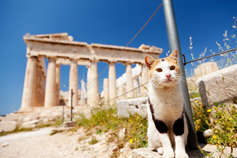 A Cat And A Monument. Acropolis, Athens, Greece. Stock Image - Image of ...