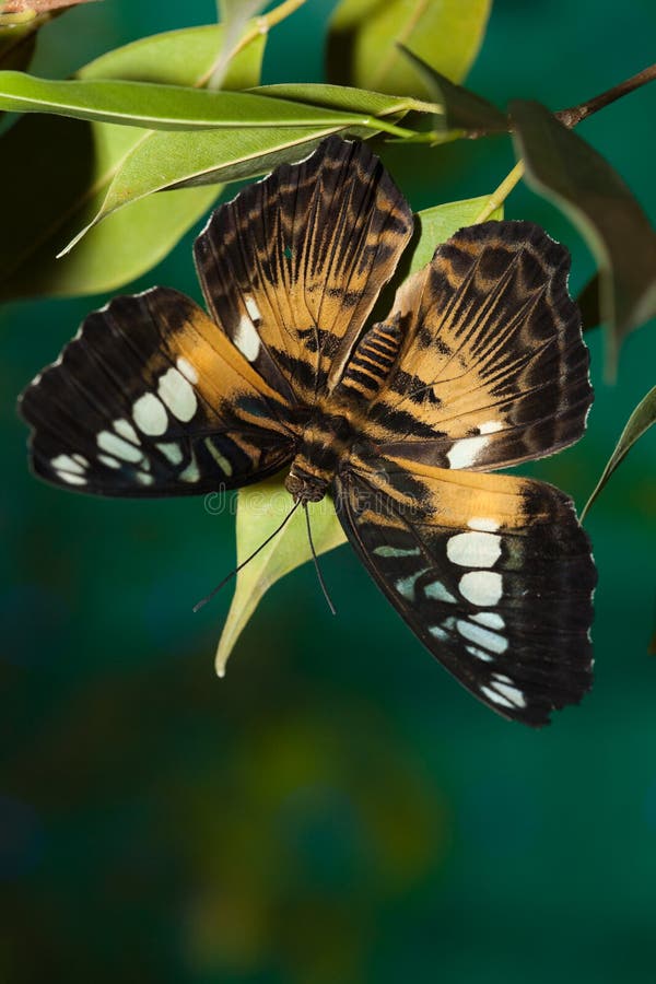 Parthenos silvia, Clipper stock image. Image of insect - 13903751