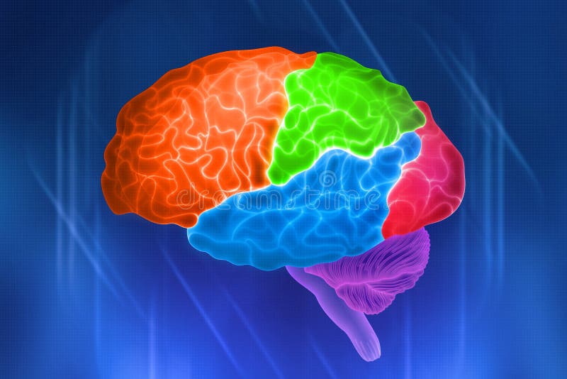 Parti del cervello illustrazione vettoriale. Illustrazione di lobo ...