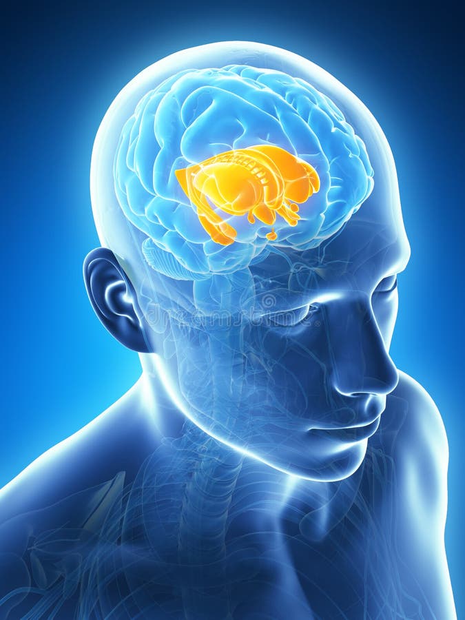 Parti Del Cervello Nella Vista Superiore Illustrazione di Stock ...