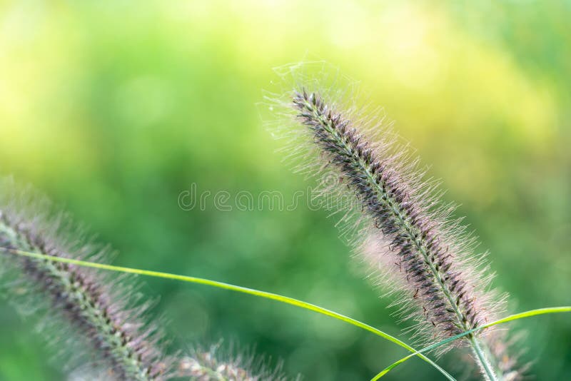 A close up of setaria stock image. Image of branches - 246808339
