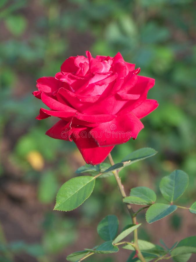 Partial Image of a Red Flowering Rose Stock Image - Image of peony ...
