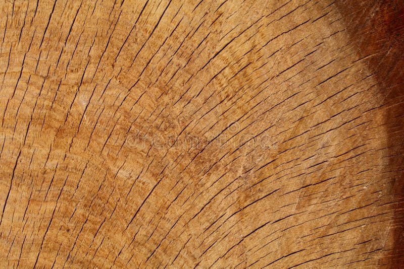 Walnut Log Cross Section