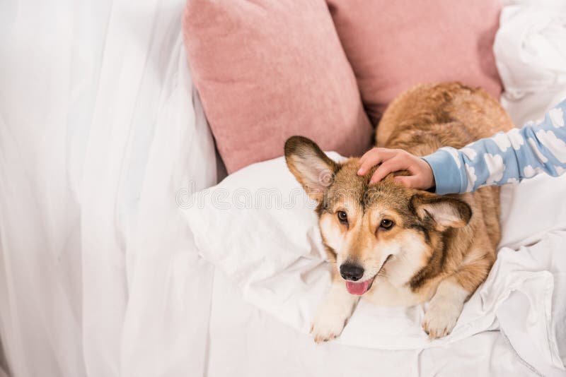 Partial View of Kid Stroking Welsh Corgi Lying on Bed Stock Image ...
