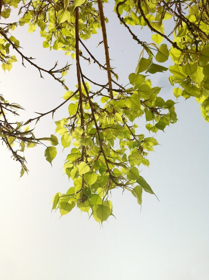 Freshly Grown, Tender Leaves on the Tree Branch. Stock Image - Image of ...