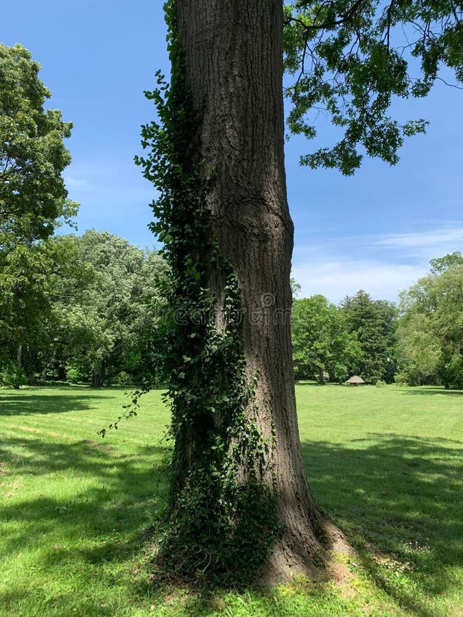 Partial View of a Tall Tree with Incheline Plants Growing on it ...