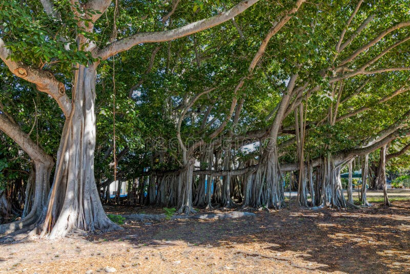View of the Third Largest Banyan Tree in the World in Fort Myers ...