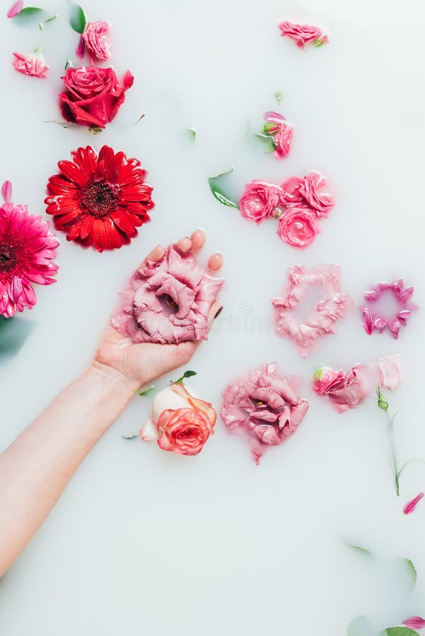 Partial View of Woman Holding Beautiful Rose in Hand in Milk Stock ... Partial View of Woman Holding Beautiful Rose in Hand in Milk Stock ...