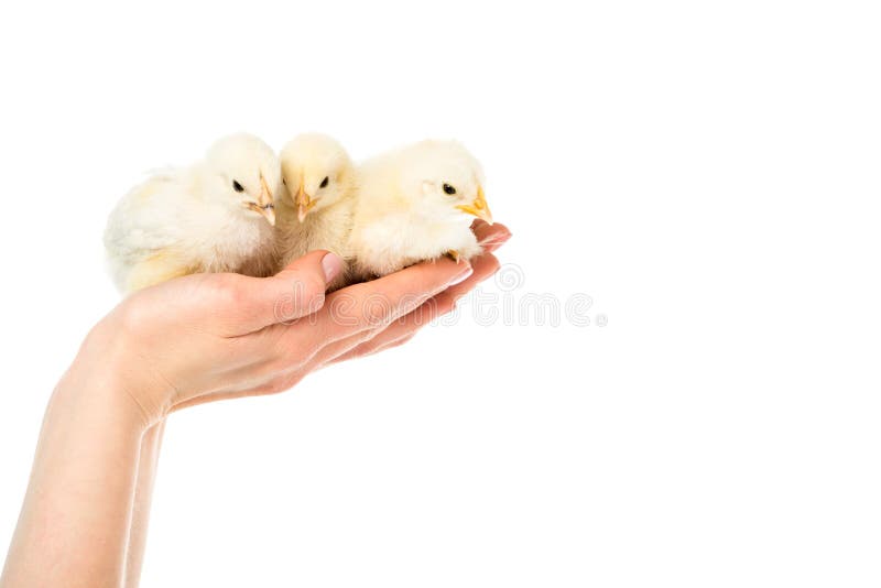 Partial View of Woman Holding Cute Little Chicks in Hands Stock Photo ... Partial View of Woman Holding Cute Little Chicks in Hands Stock Photo ...