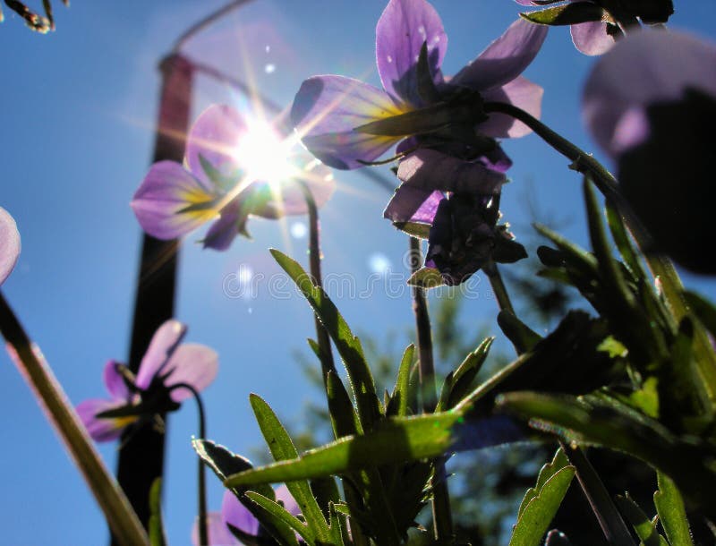 Partially Blurred View in Sunlight and Glare Tiny Flowers of Viola ...