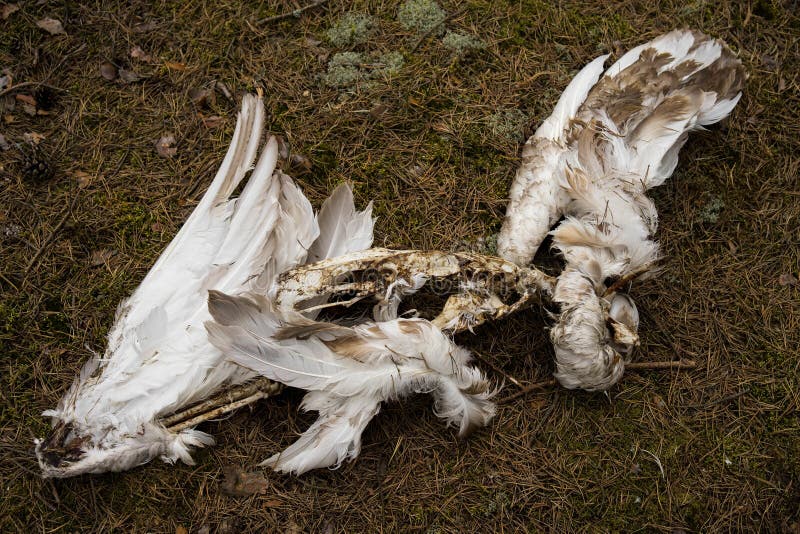 Partially Burnt White Feathers on the Ground Stock Illustration ...