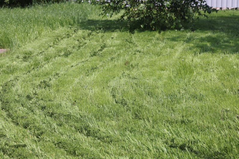 Partially Cut Grass Lawn. Part of Lawn Has Been Cut and Other Part Was ...