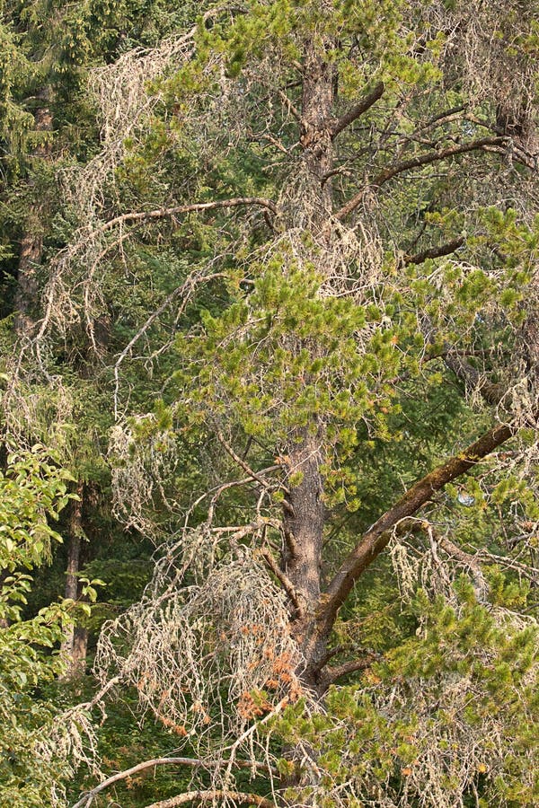 Partially Dead Tree Creates Contrast Against Forest Behind Stock Image ...