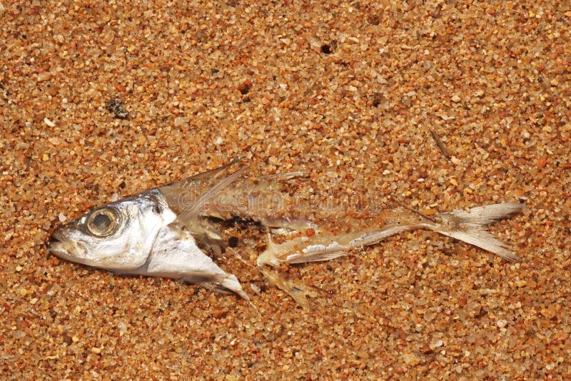 Partially Decomposed Dead Fish on the Beach Stock Image - Image of ...