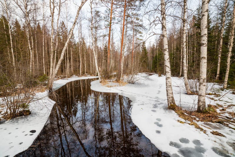 Partially Frozen Forest River Stock Image - Image of snow, river: 65744115