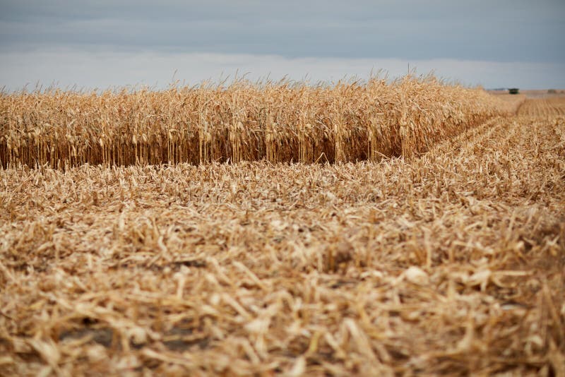 Partially Harvested Field of Corn or Maize Stock Image - Image of chaff ...