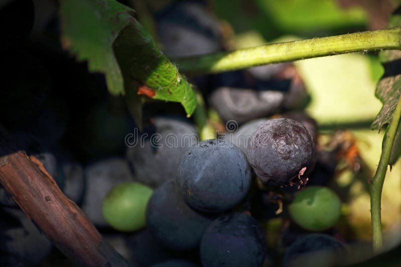 PARTIALLY HIDDEN BUNCH of RIPE BLACK GRAPES Stock Photo - Image of ...