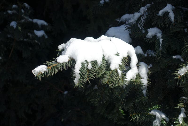 Partially Melted Snow on Branch of Yew Stock Image - Image of leaf ...