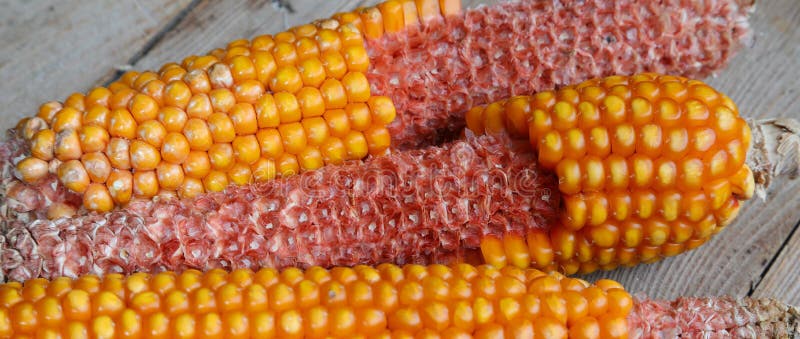 Partially Meshed Corn Cobs without Some of the Corn Kernels Stock Image ...