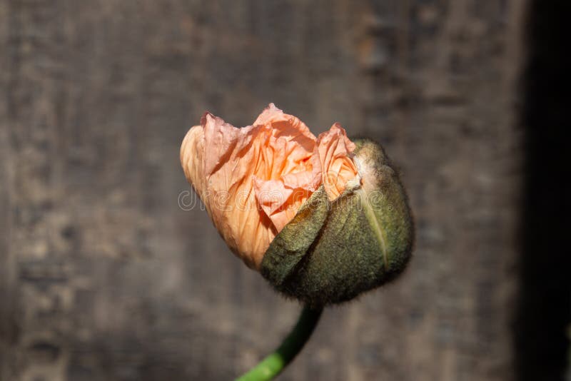 Partially Opened Bud of a Pink Poppy, Also Called Papaver Stock Image ...
