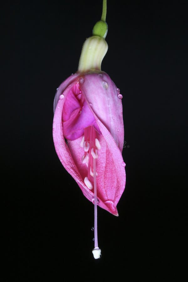 Partially Opened Fuchsia stock image. Image of fuchsia - 6745005