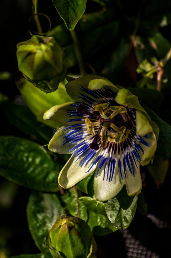 Partially Opened Passion Flower Stock Photo - Image of garden ...