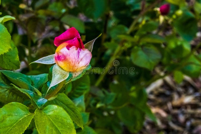 Partially Opened Rose stock image. Image of nature, leaf - 248489983