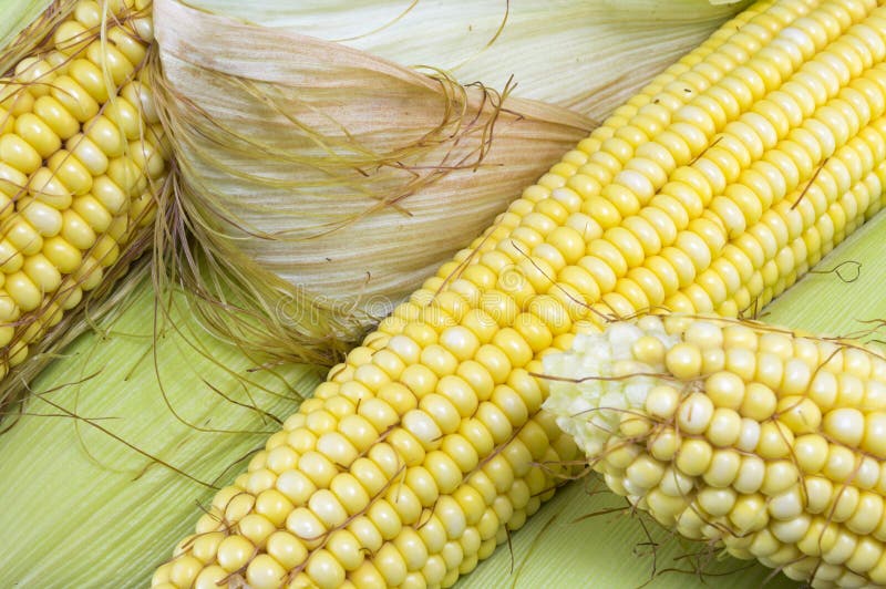Partially Revealed Fresh Yellow Corn Stock Photo - Image of harvest ...
