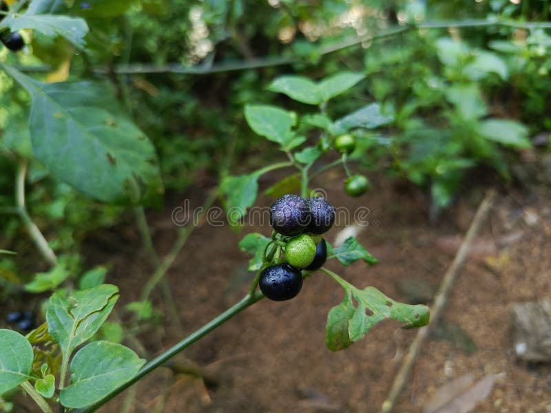 Partially Ripe Fruit of the Lenca Plant Stock Image - Image of plant ...
