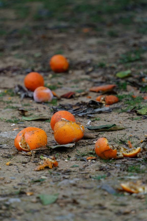Partially Rotten and Squashed Oranges on the Ground Stock Photo - Image ...