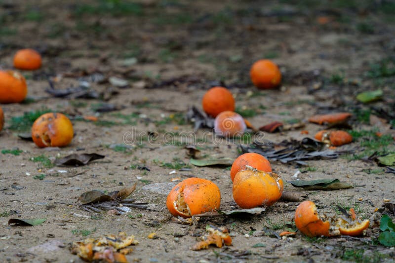 Partially Rotten and Squashed Oranges on the Ground Stock Photo - Image ...