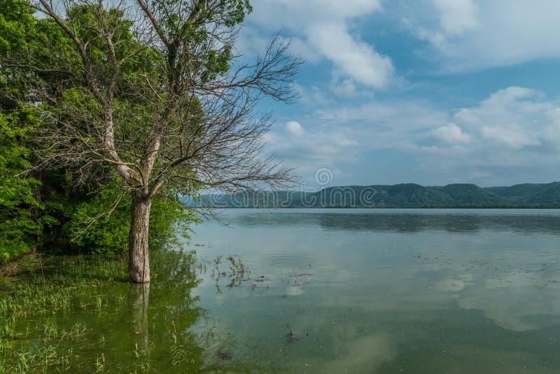 Partially Submerged Tree in the River Stock Photo - Image of levels ...