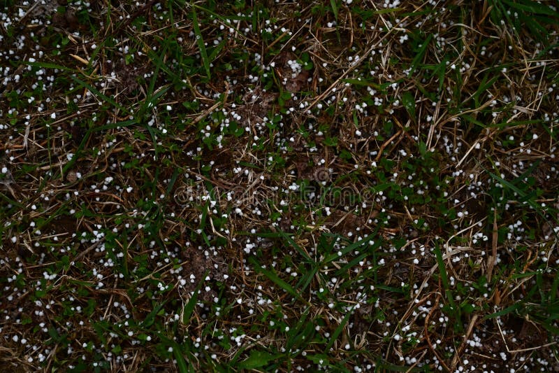 Particles of Large Spring Hail Lie on the Green Grass. the ...