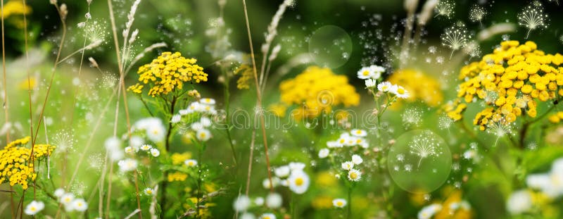 Particles of Pollen in a Wildflower Meadow Stock Photo - Image of ...