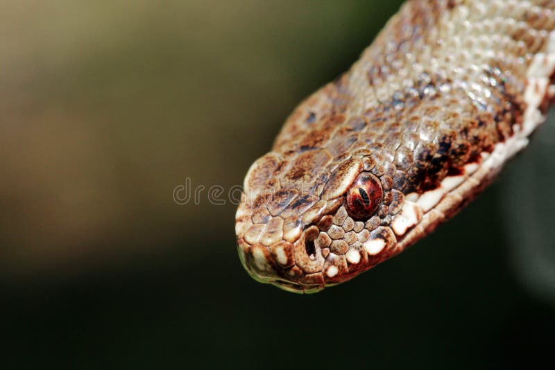 Particolare Della Testa Del Serpente Di Berus Del Vipera Immagine Stock ...