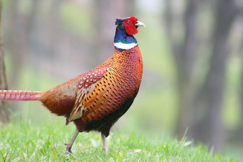 Dettaglio di fagiano immagine stock. Immagine di fagiano - 7443741