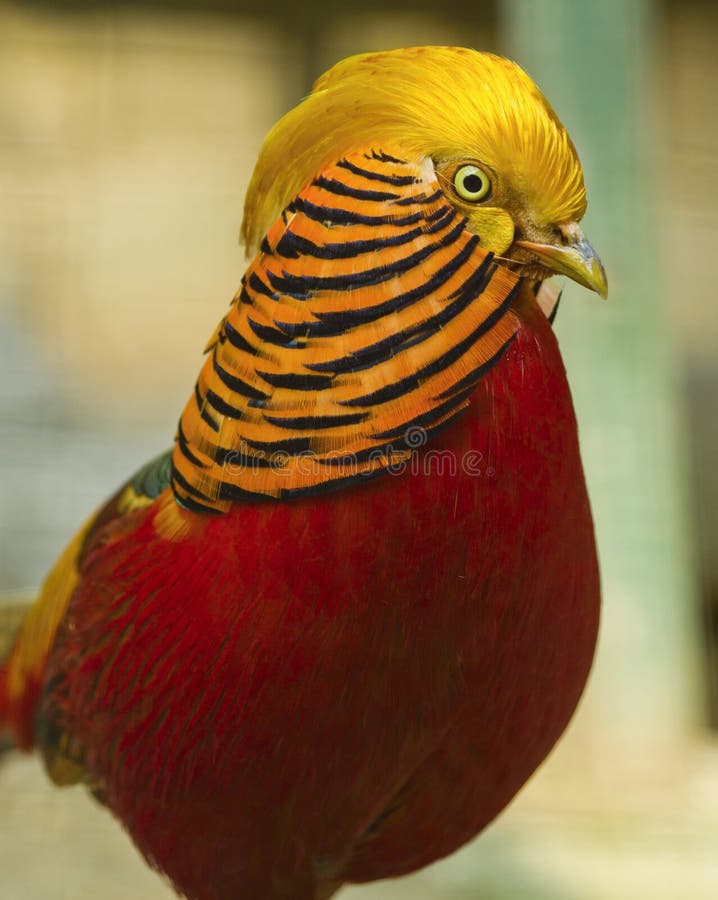 Fagiano dorato su un ramo immagine stock. Immagine di corona - 89966343