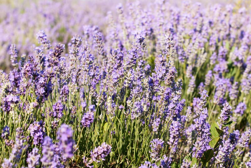 Particolare Del Fiore Della Lavanda Immagine Stock - Immagine di ...