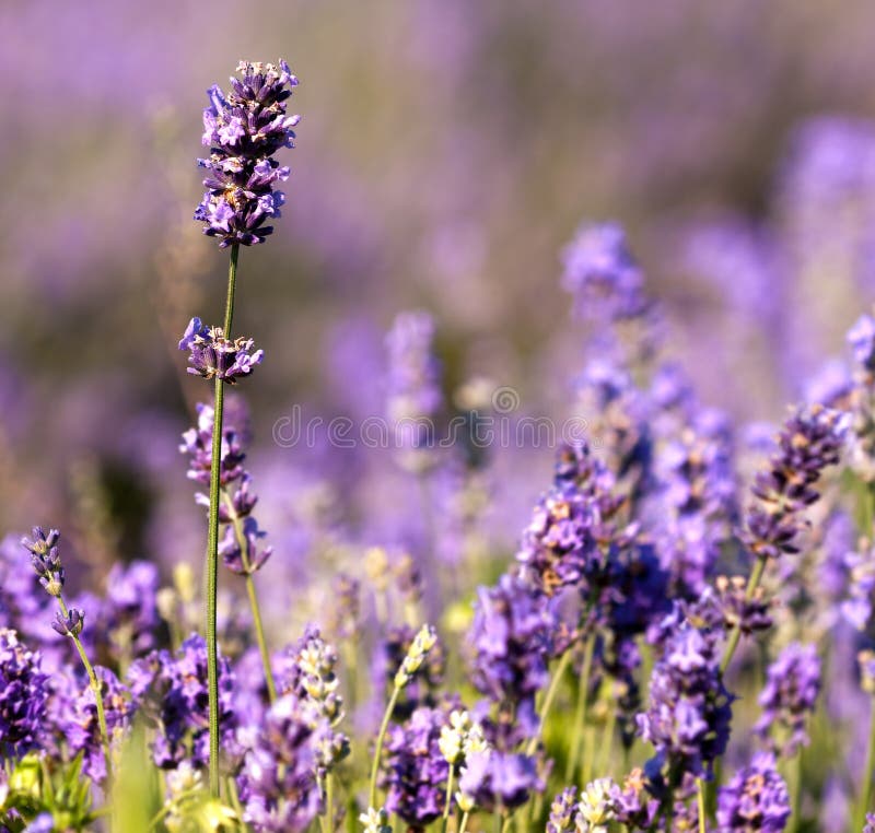 Particolare Del Fiore Della Lavanda Fotografia Stock - Immagine di ...