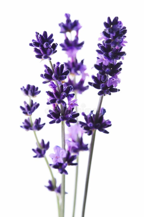 Particolare Del Fiore Della Lavanda Immagine Stock - Immagine di macro ...