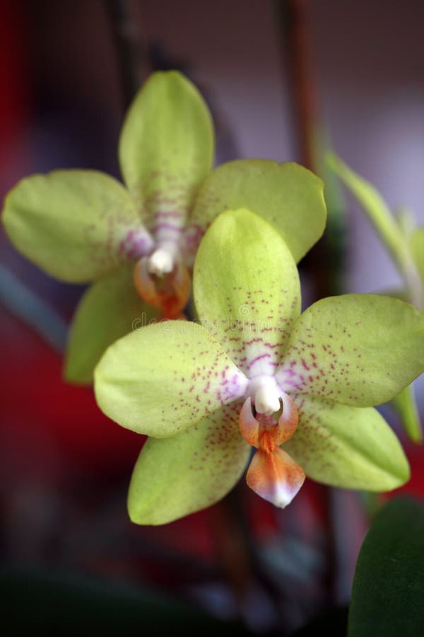 Particolare Dell'orchidea Verde Immagine Stock - Immagine di flora ...
