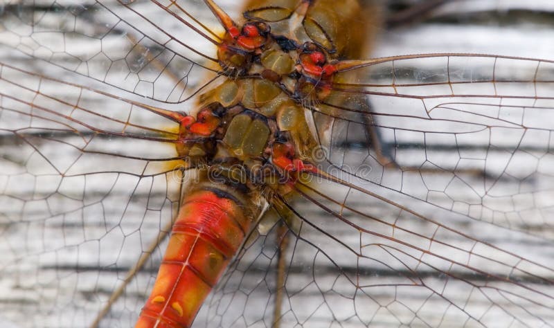 Particolare Della Libellula Fotografia Stock - Immagine di libellula ...